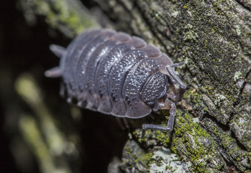 Pissebedden eten tegen hooikoorts, wat denk je zelf?